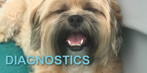 Veterinarians | Sully Animal Hospital, Affordable Surgery, Grooming ...