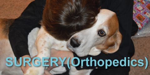 Veterinarians | Sully Animal Hospital, Affordable Surgery, Grooming ...