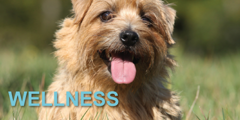 Veterinarians | Sully Animal Hospital, Affordable Surgery, Grooming ...